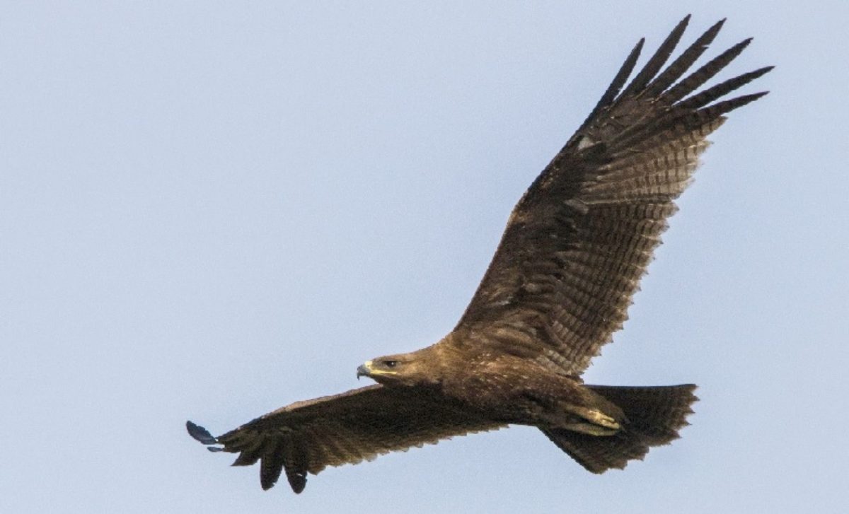 Indian Spotted Eagle Flight